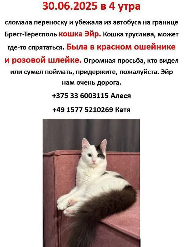 На границе с Польшей у белоруски кошка сломала переноску и выбежала из автобуса − владельцы в ...