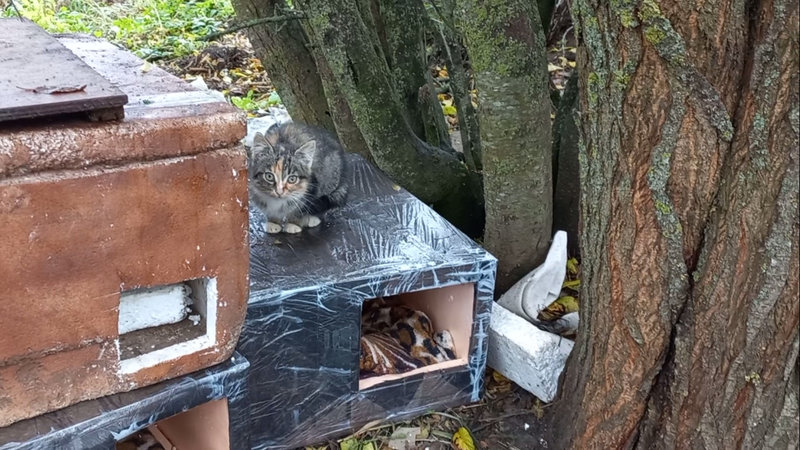 Волонтеры установили жилье для бездомных котов. После спора с председателем их домики разорили