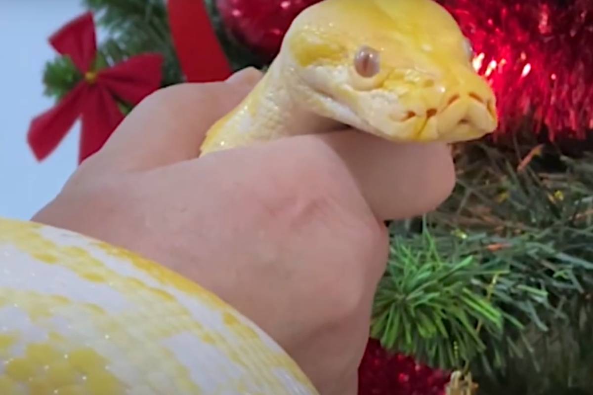 В Гродненском зоопарке выбрали символ нового года – дружелюбный питон Лютик (видео)